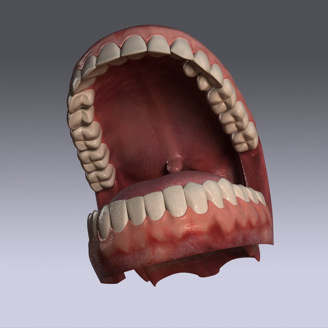 3d Model Human Jaw