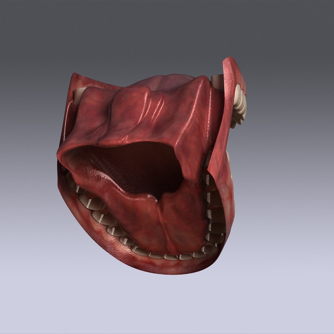3d Model Human Jaw