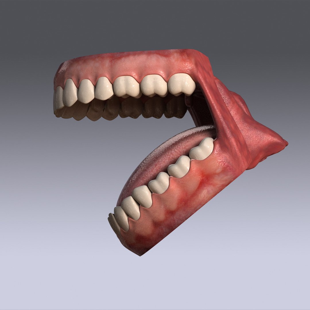 3d Model Human Jaw