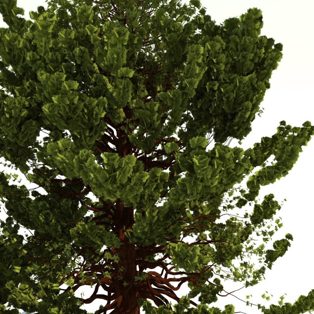 Sequoiadendron Giganteum Giant Sequoia 3d Model