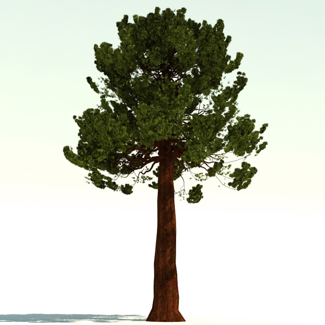Sequoiadendron Giganteum Giant Sequoia 3d Model
