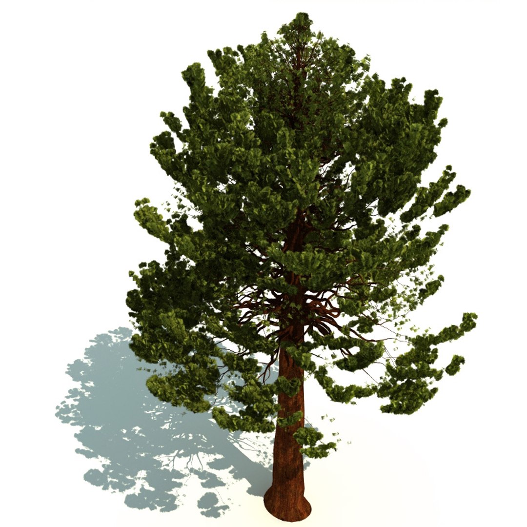 Sequoiadendron Giganteum Giant Sequoia 3d Model