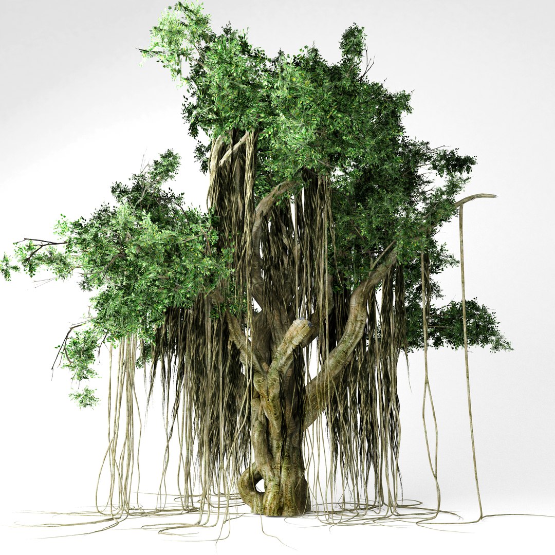 Banyan Tree Model - TurboSquid 1518407