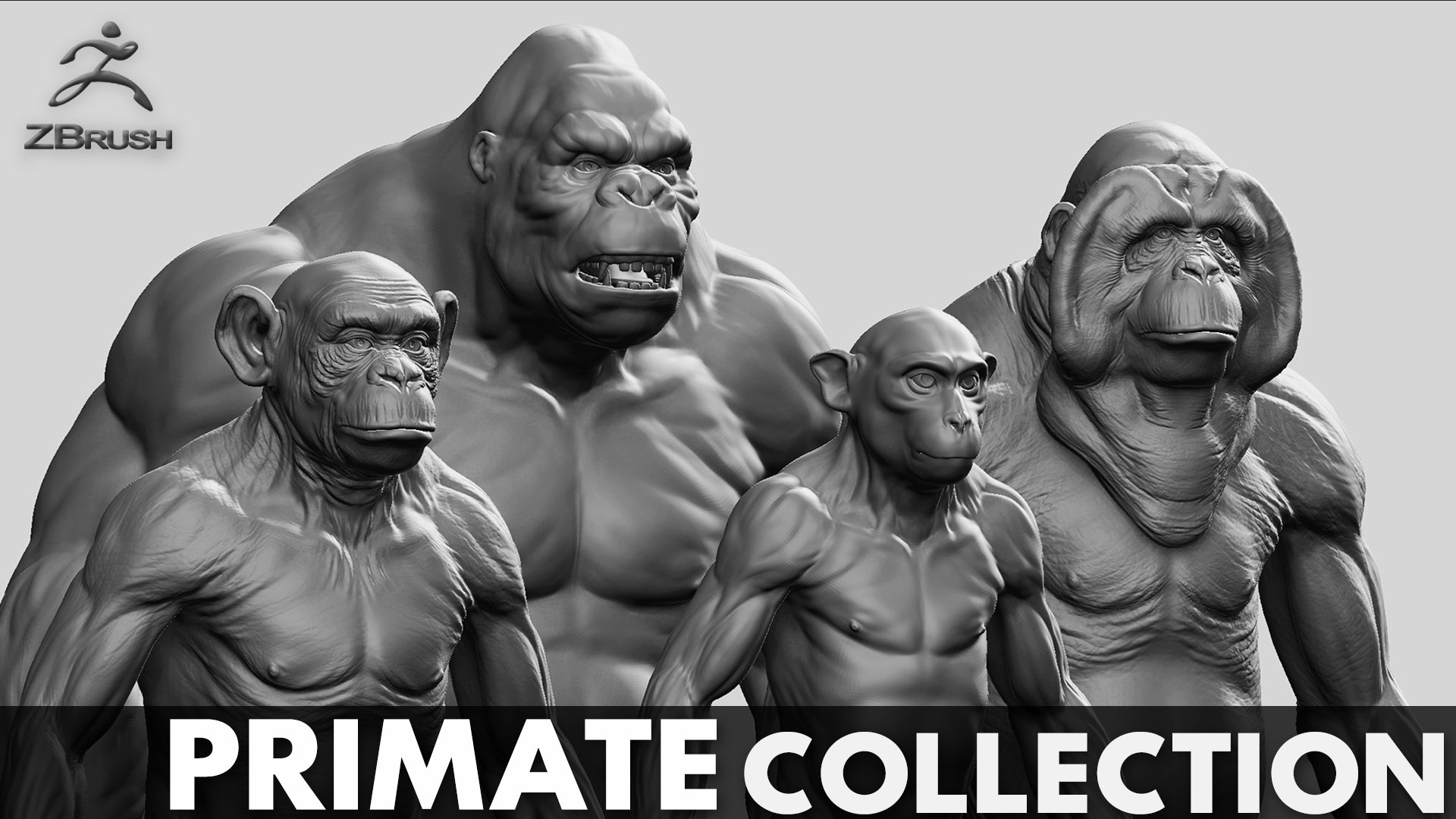 3D Primate Pack 2 Model - TurboSquid 2096641