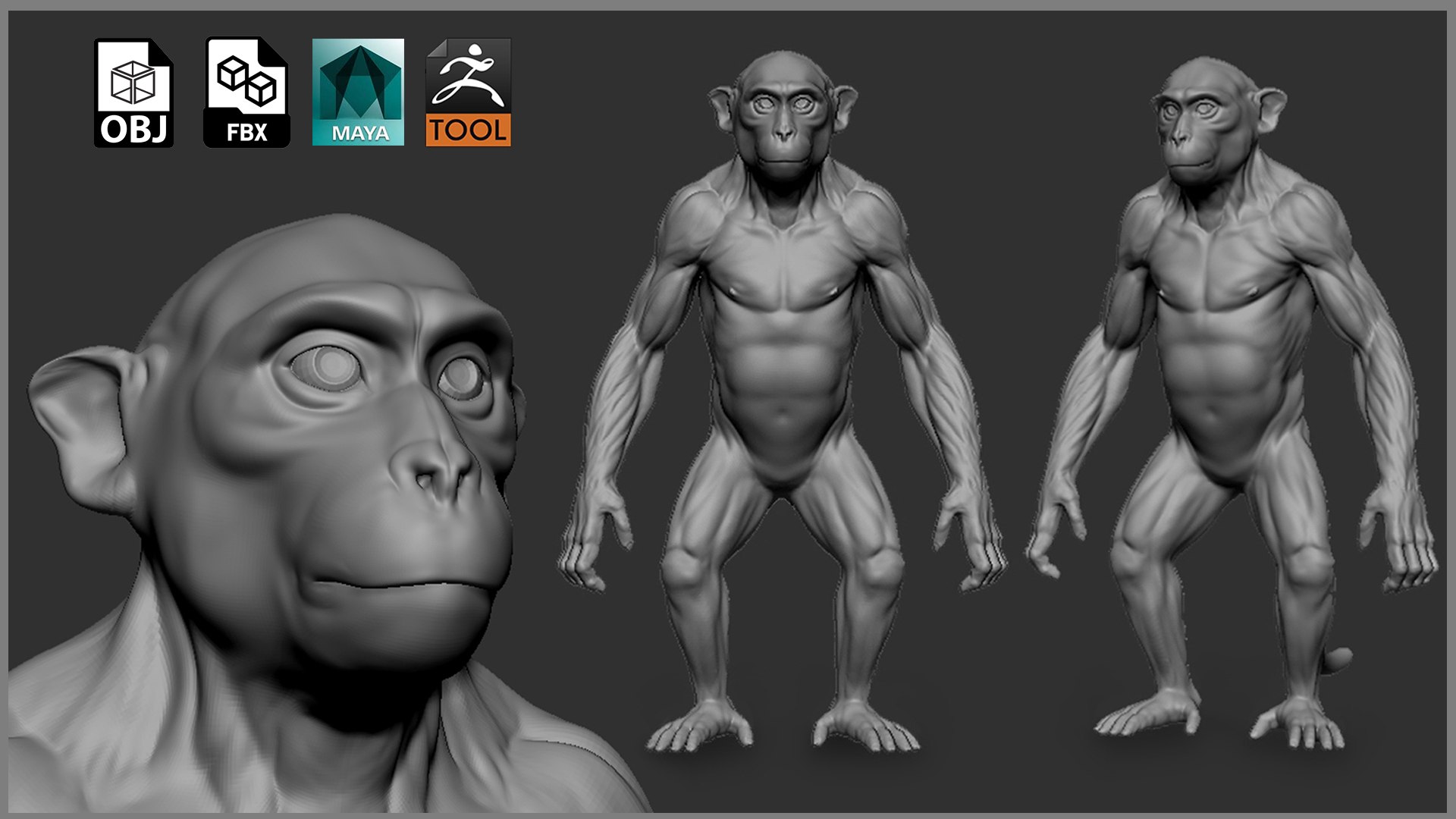 3D Primate Pack 2 Model - TurboSquid 2096641