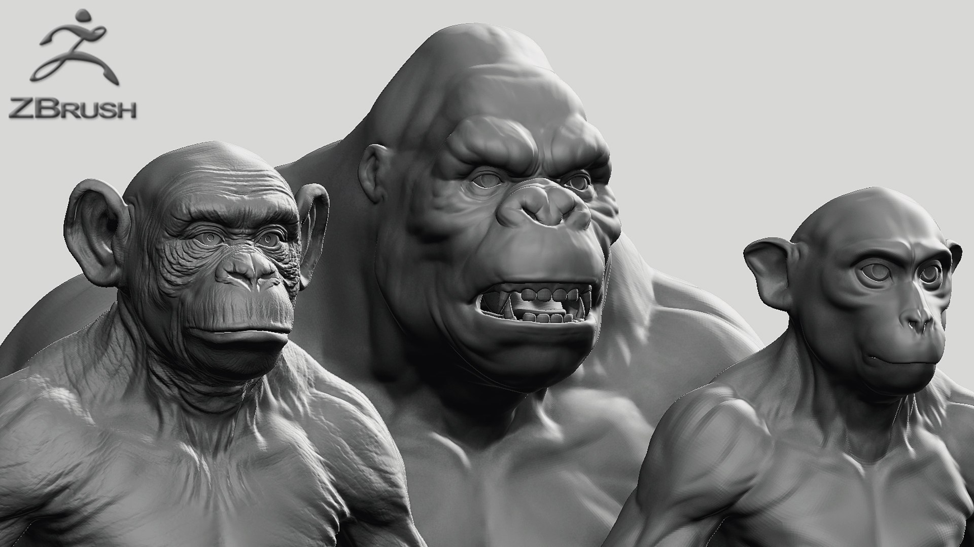 3D Primate Pack 2 model - TurboSquid 2096641
