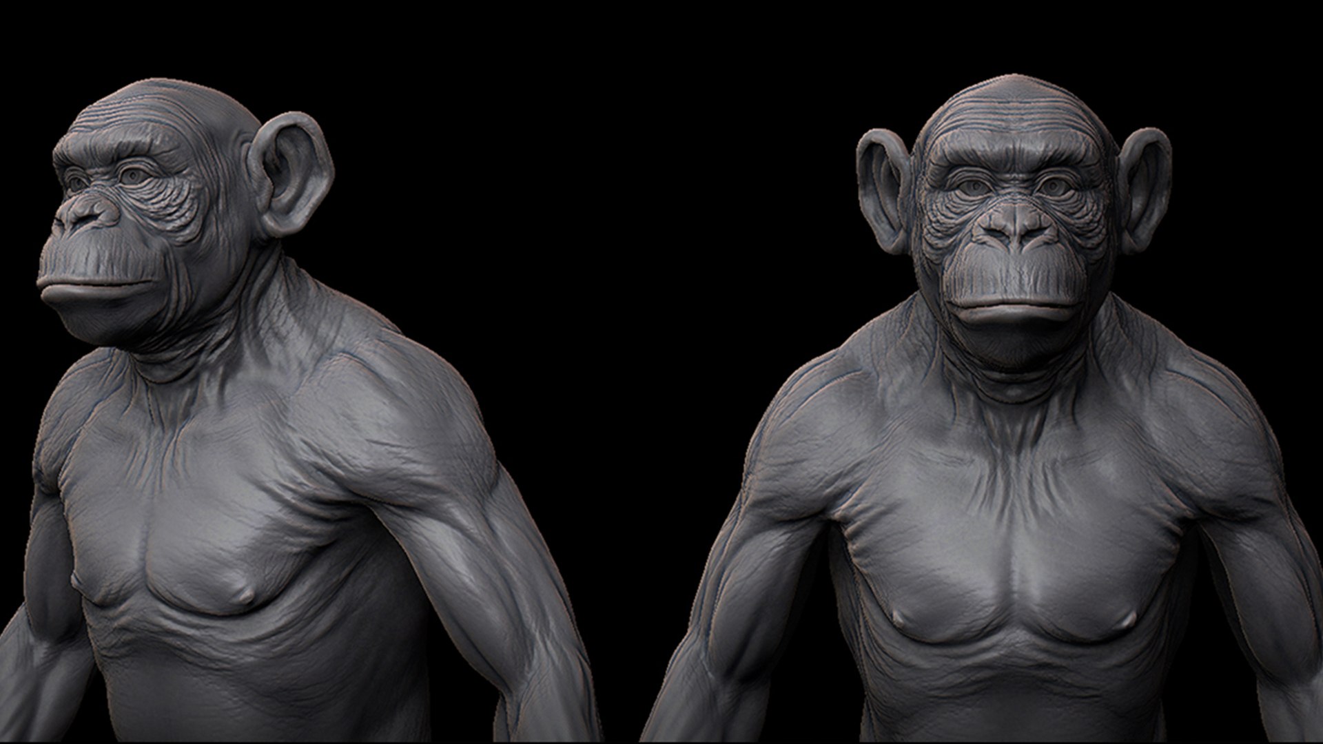 3D Primate Pack 2 Model - TurboSquid 2096641