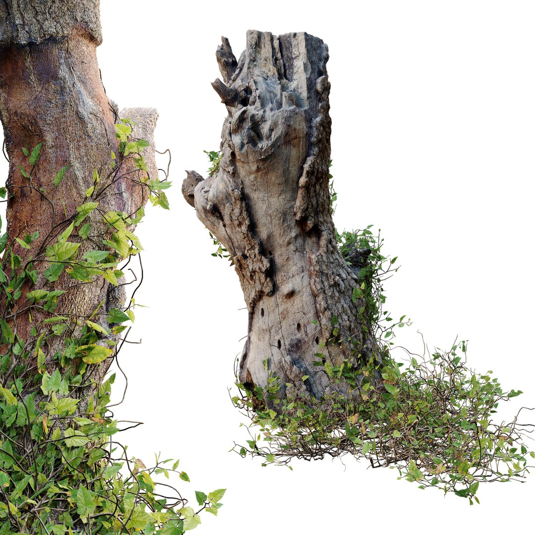 Stump With Vine Model - TurboSquid 1956968