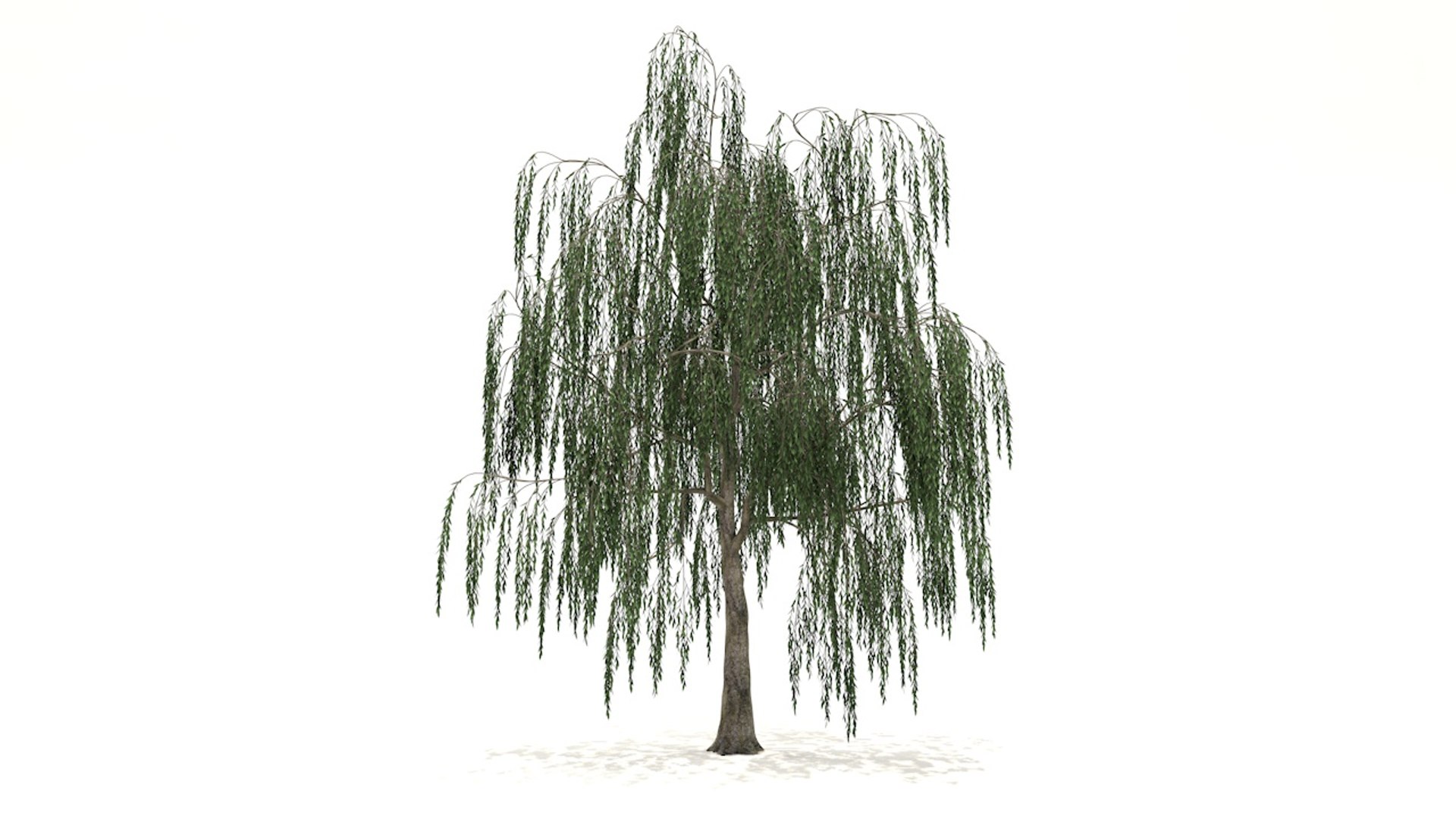 Willow Tree 3D Model - TurboSquid 1401225