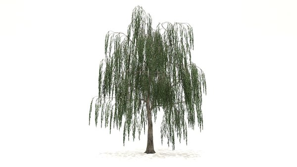 Willow Tree 3D Models for Download | TurboSquid