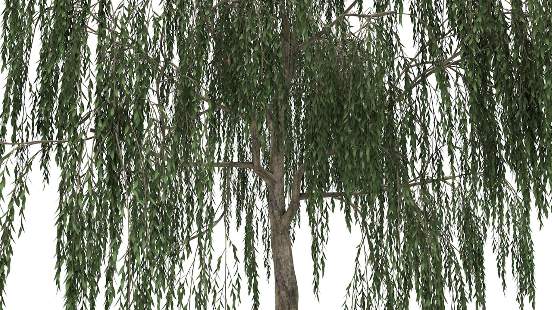 Willow Tree 3D Model - TurboSquid 1401225