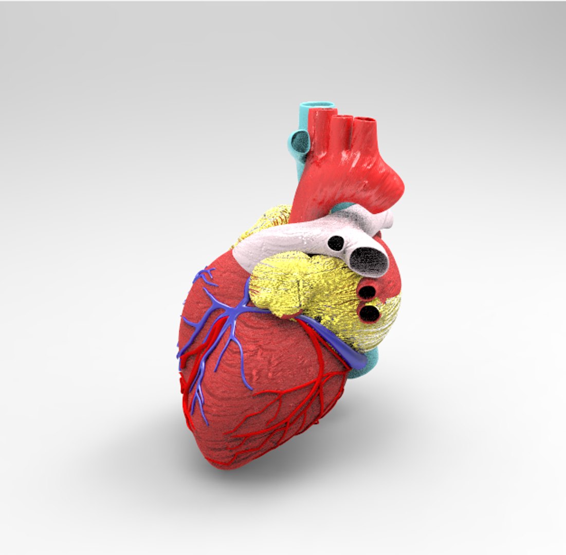 3D Human Heart - TurboSquid 1492036