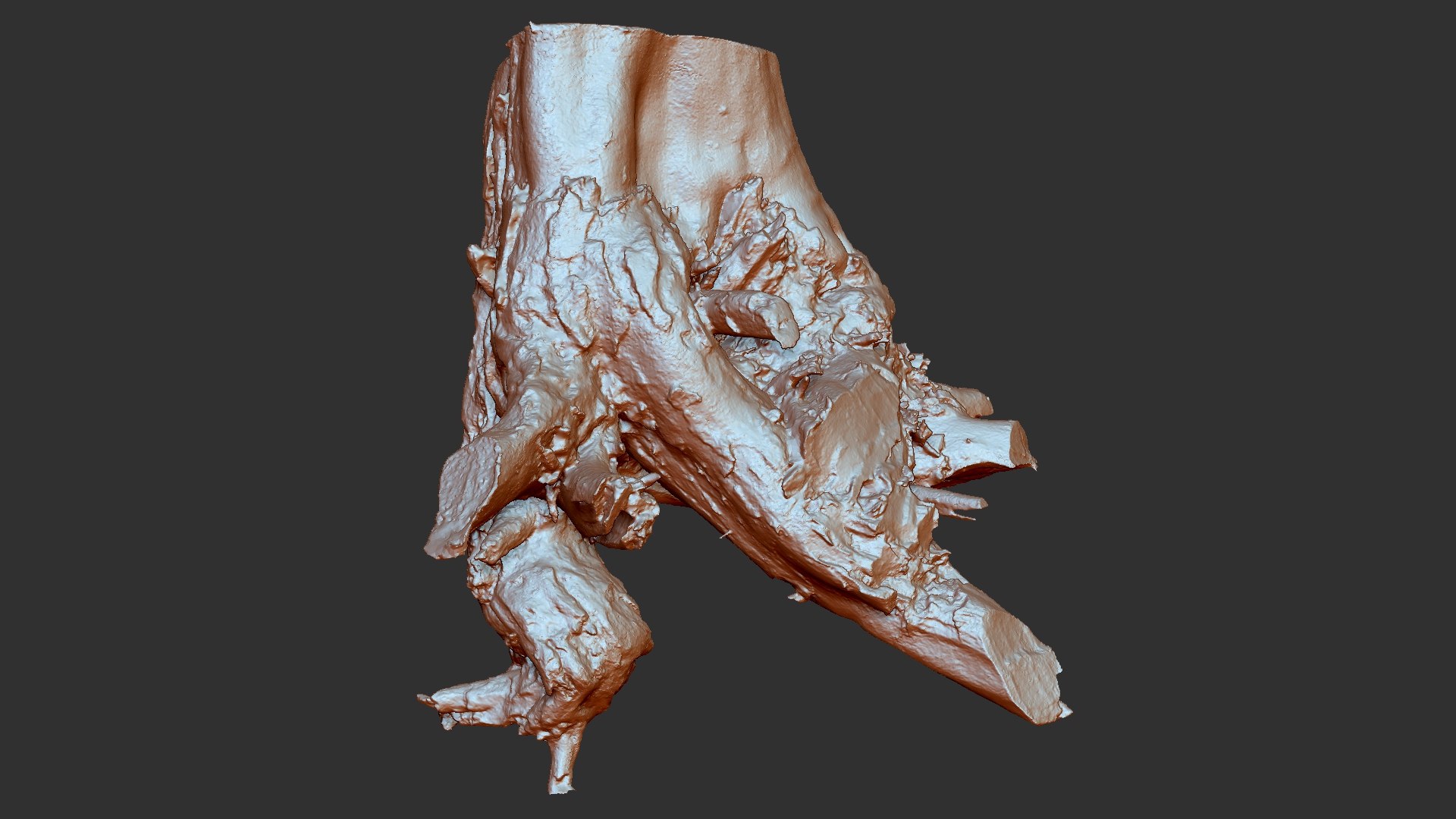 3d scan of tree root in highpoly 3D model - TurboSquid 2149546