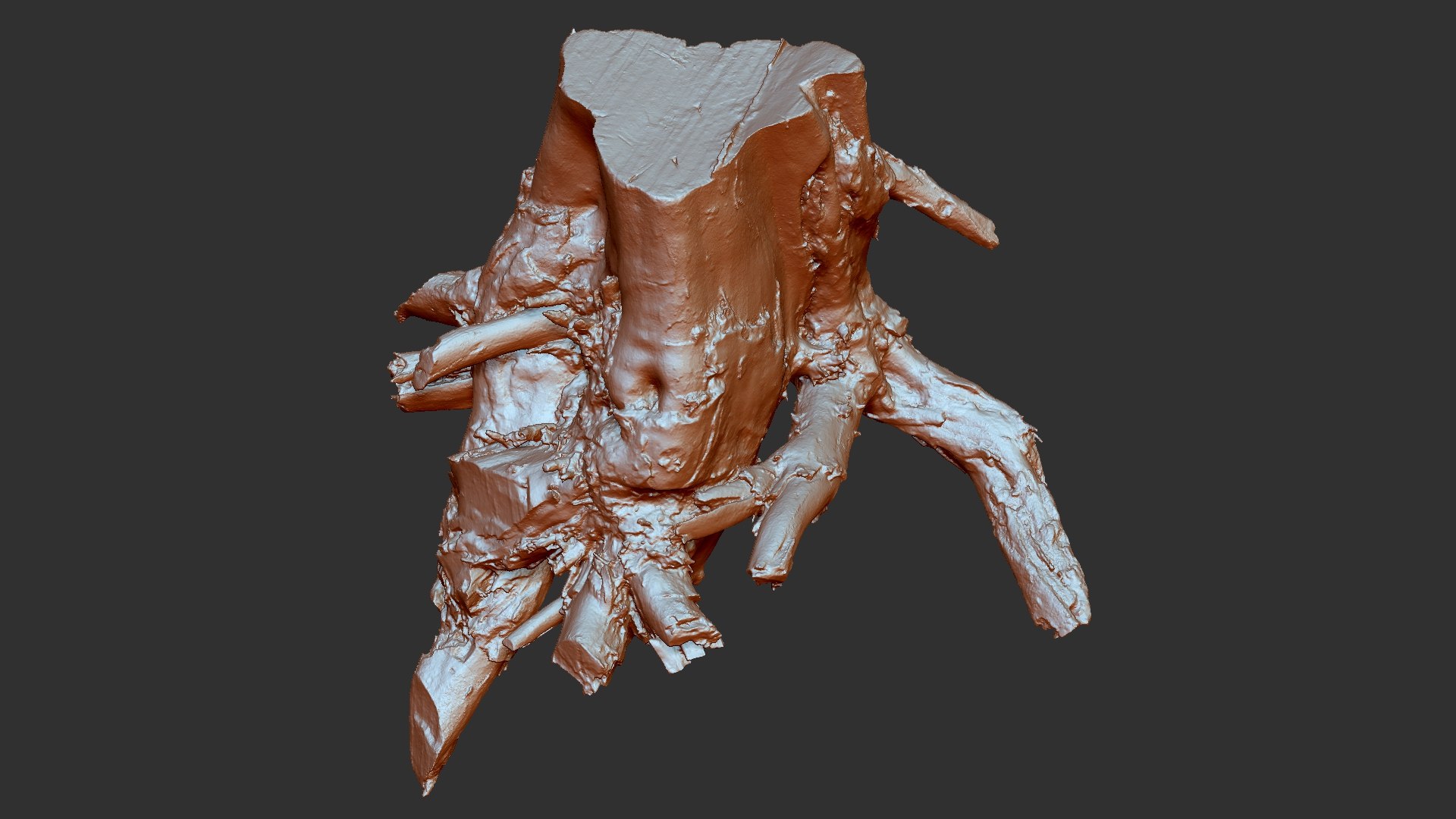 3d scan of tree root in highpoly 3D model - TurboSquid 2149546