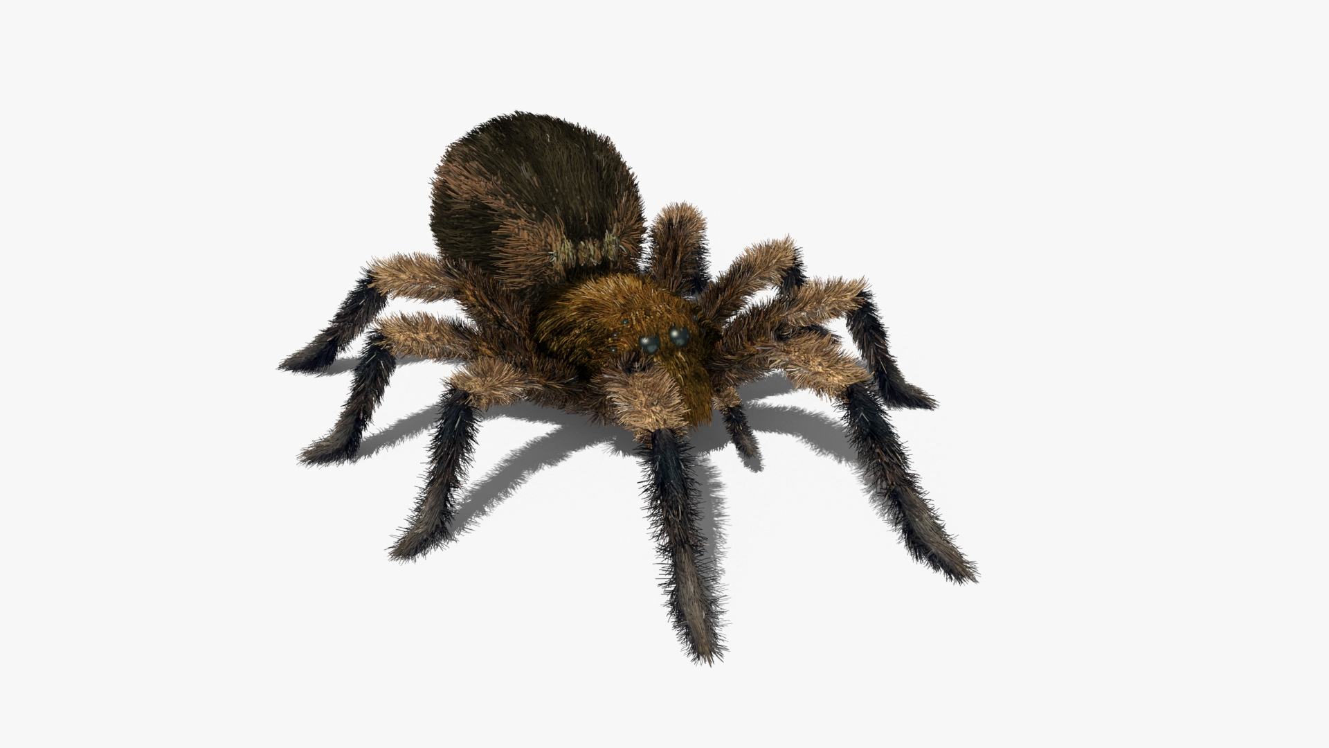 3D Jumping Spider - TurboSquid 1606913