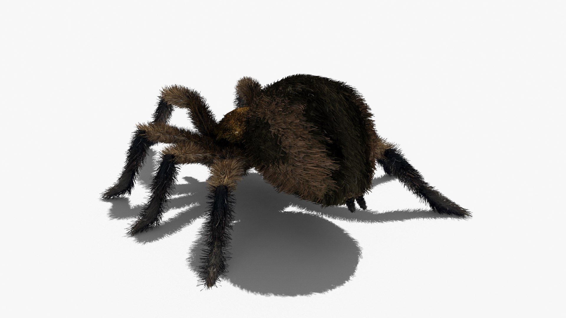 3D Jumping Spider - TurboSquid 1606913