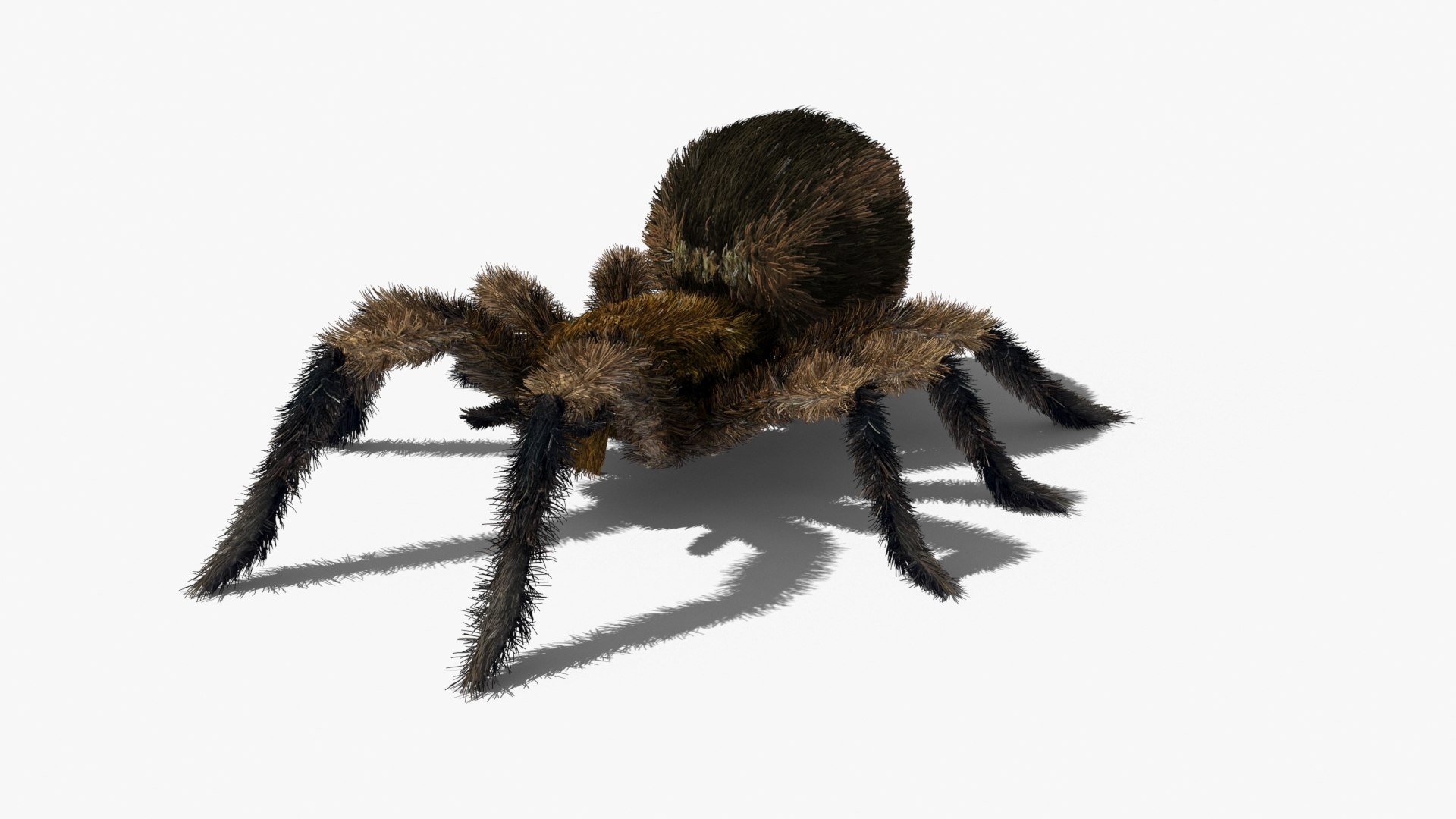 3D Jumping Spider - TurboSquid 1606913