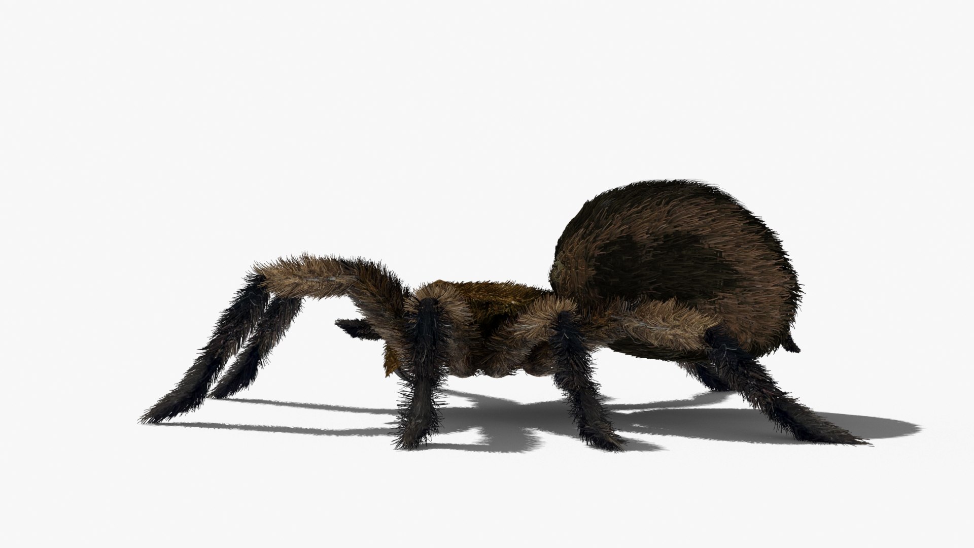 3D Jumping Spider - TurboSquid 1606913