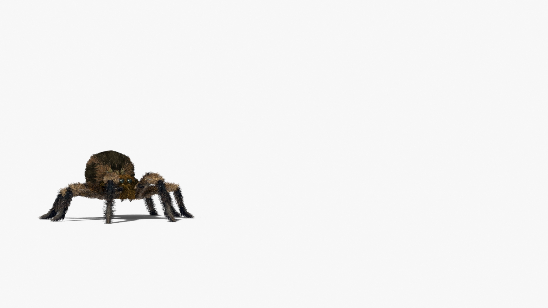3D Jumping Spider - TurboSquid 1606913