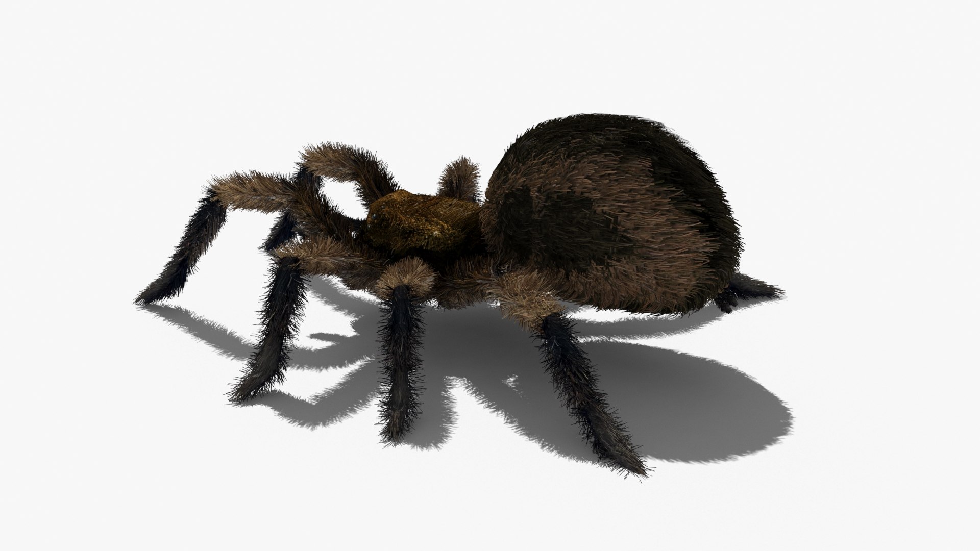 3D Jumping Spider - TurboSquid 1606913