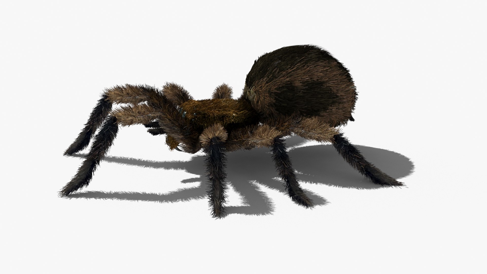 3D Jumping Spider - TurboSquid 1606913