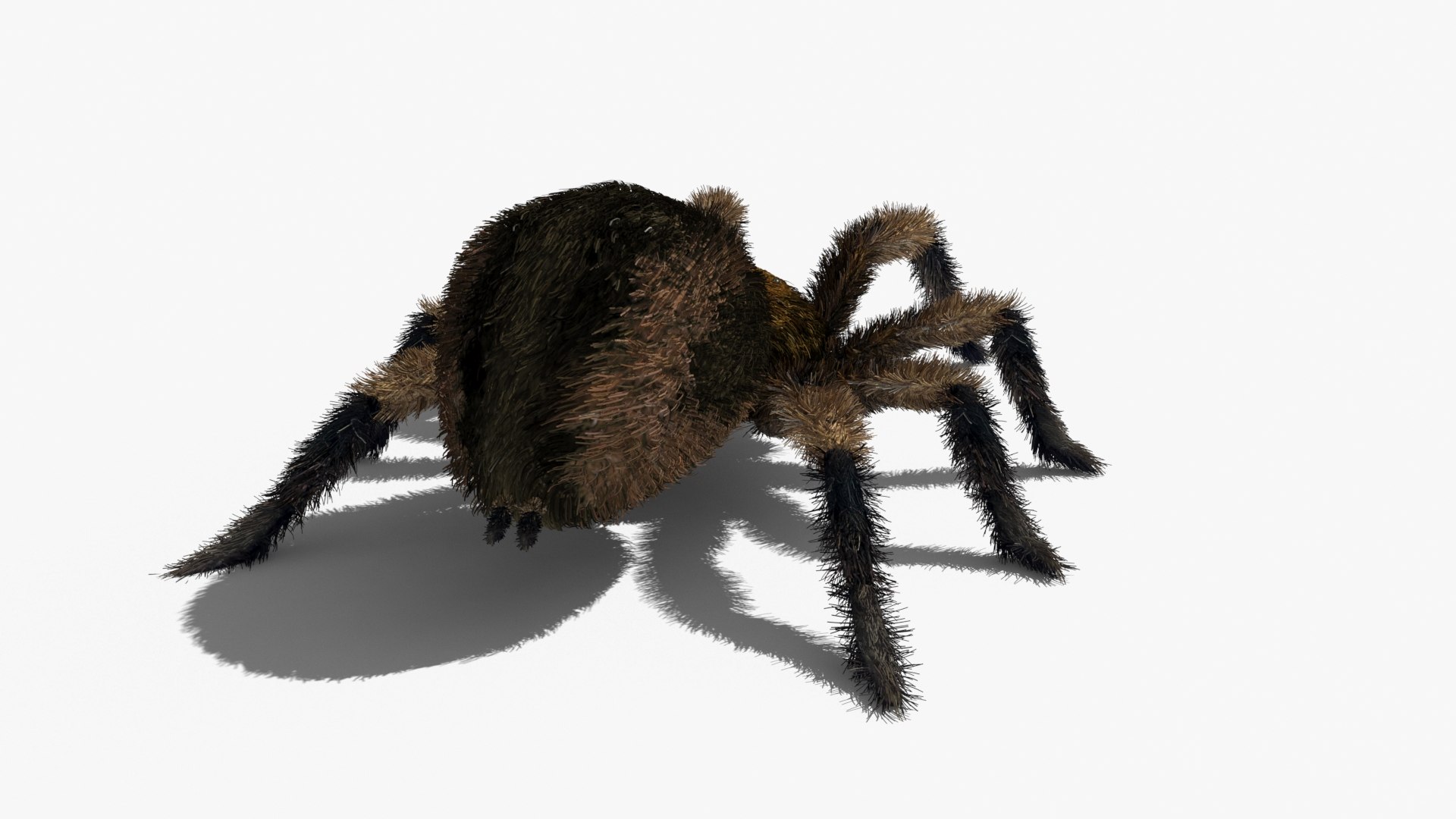3D Jumping Spider - TurboSquid 1606913
