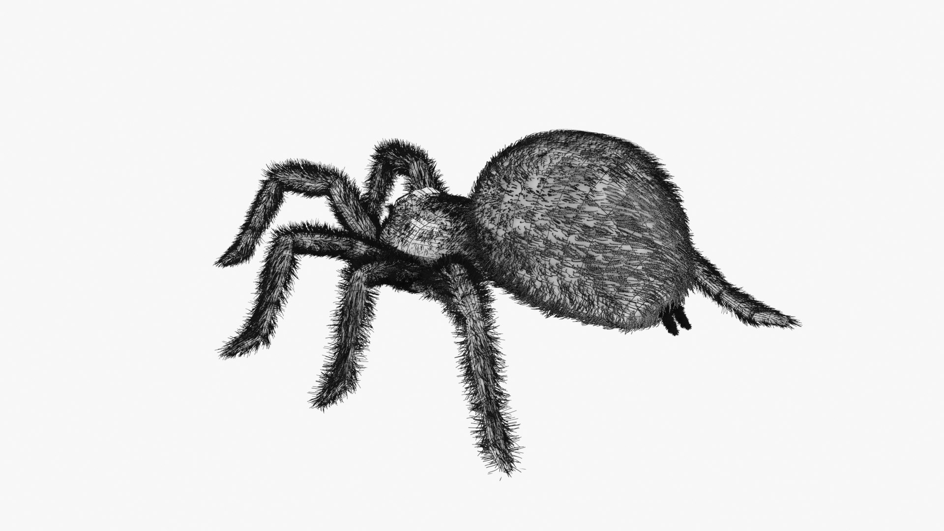 3D Jumping Spider - TurboSquid 1606913
