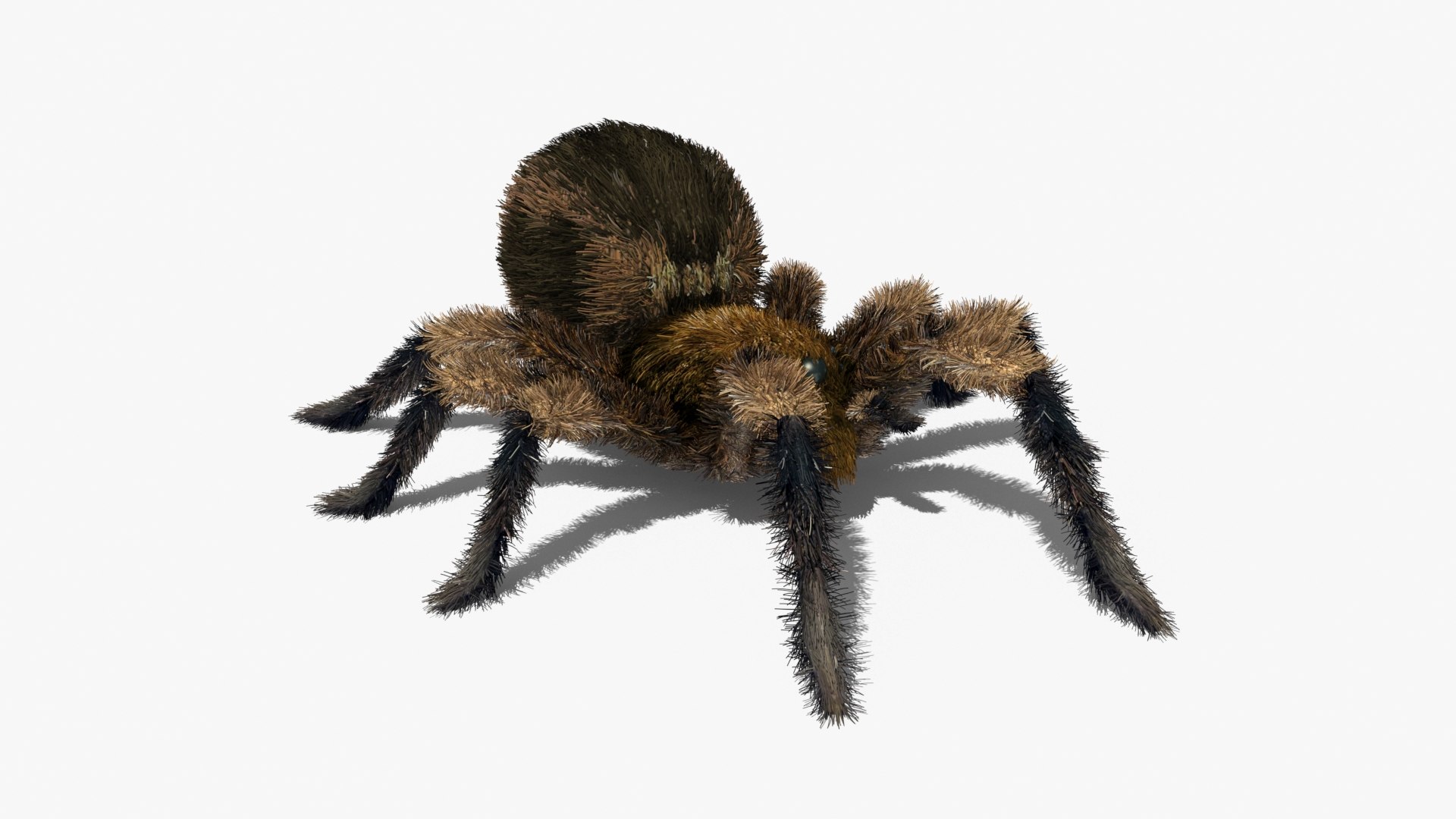 3D Jumping Spider - TurboSquid 1606913