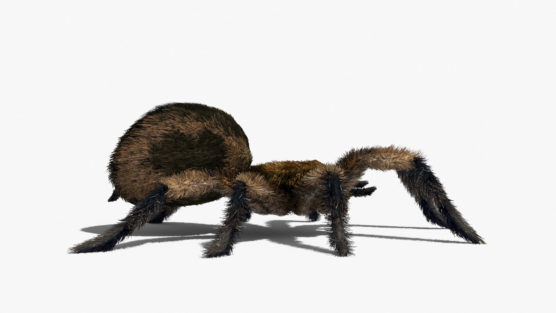 3D Jumping Spider - TurboSquid 1606913