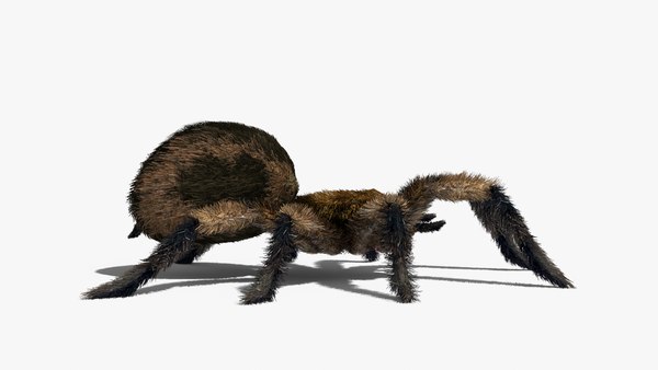 3D jumping spider - TurboSquid 1606913