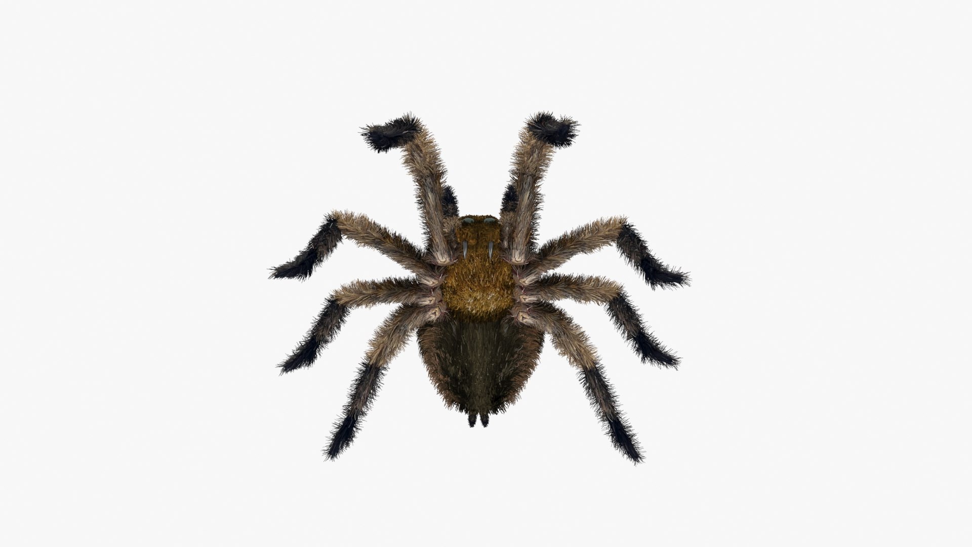 3D Jumping Spider - TurboSquid 1606913