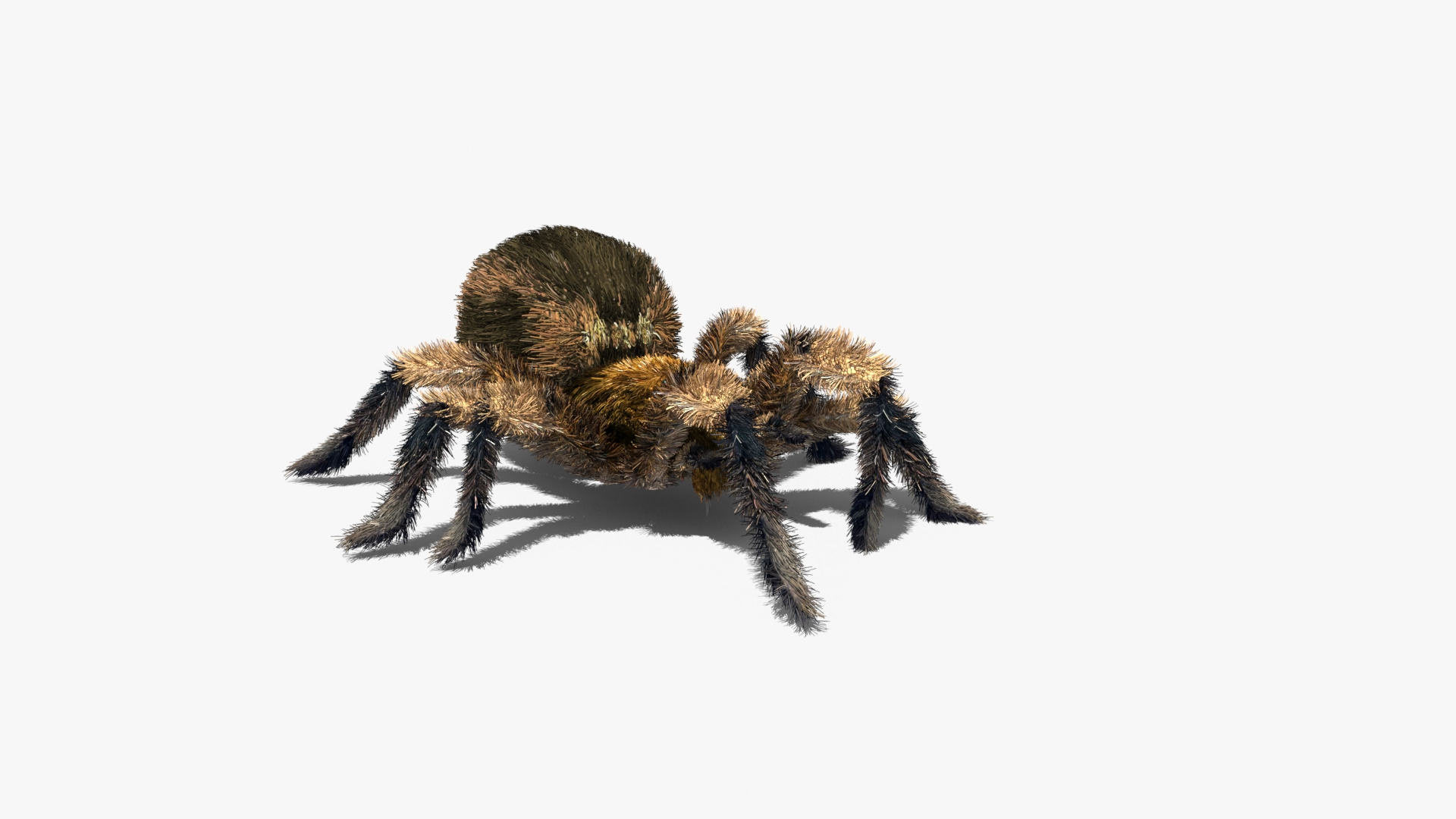 3D Jumping Spider - TurboSquid 1606913