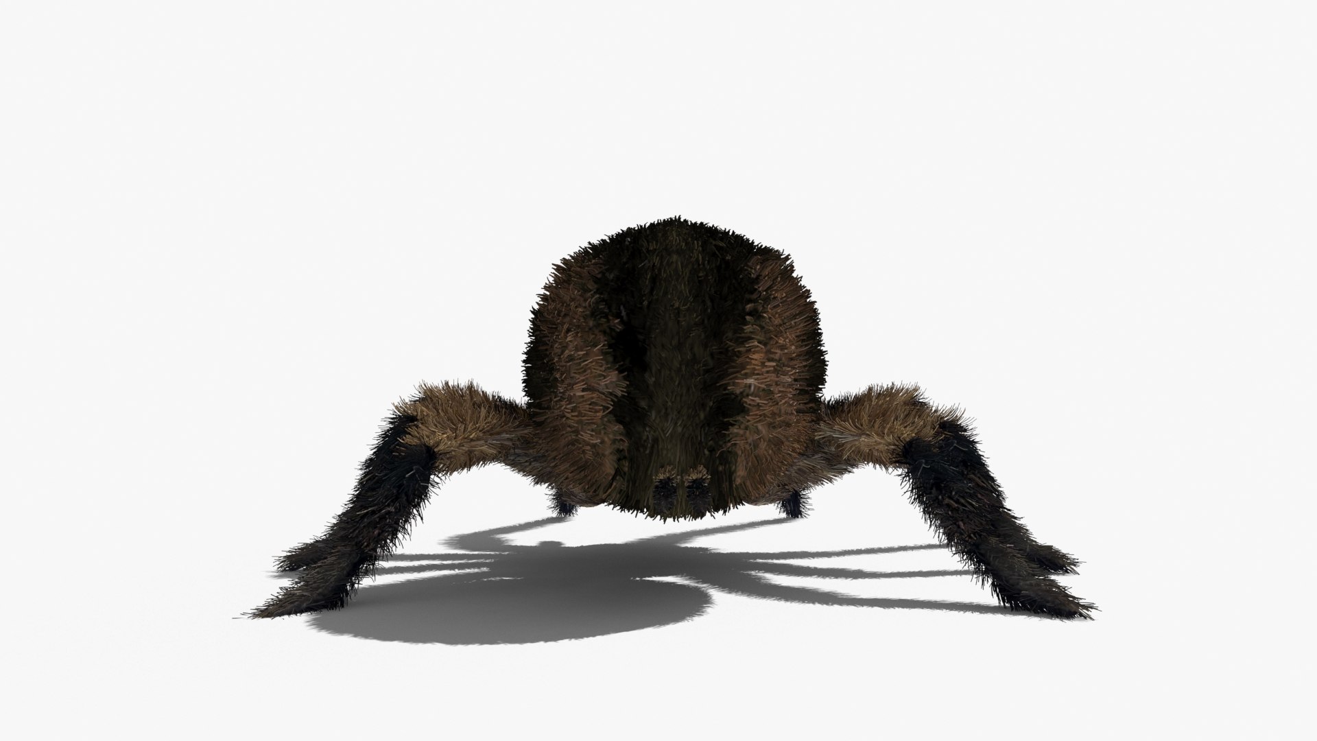 3D Jumping Spider - TurboSquid 1606913