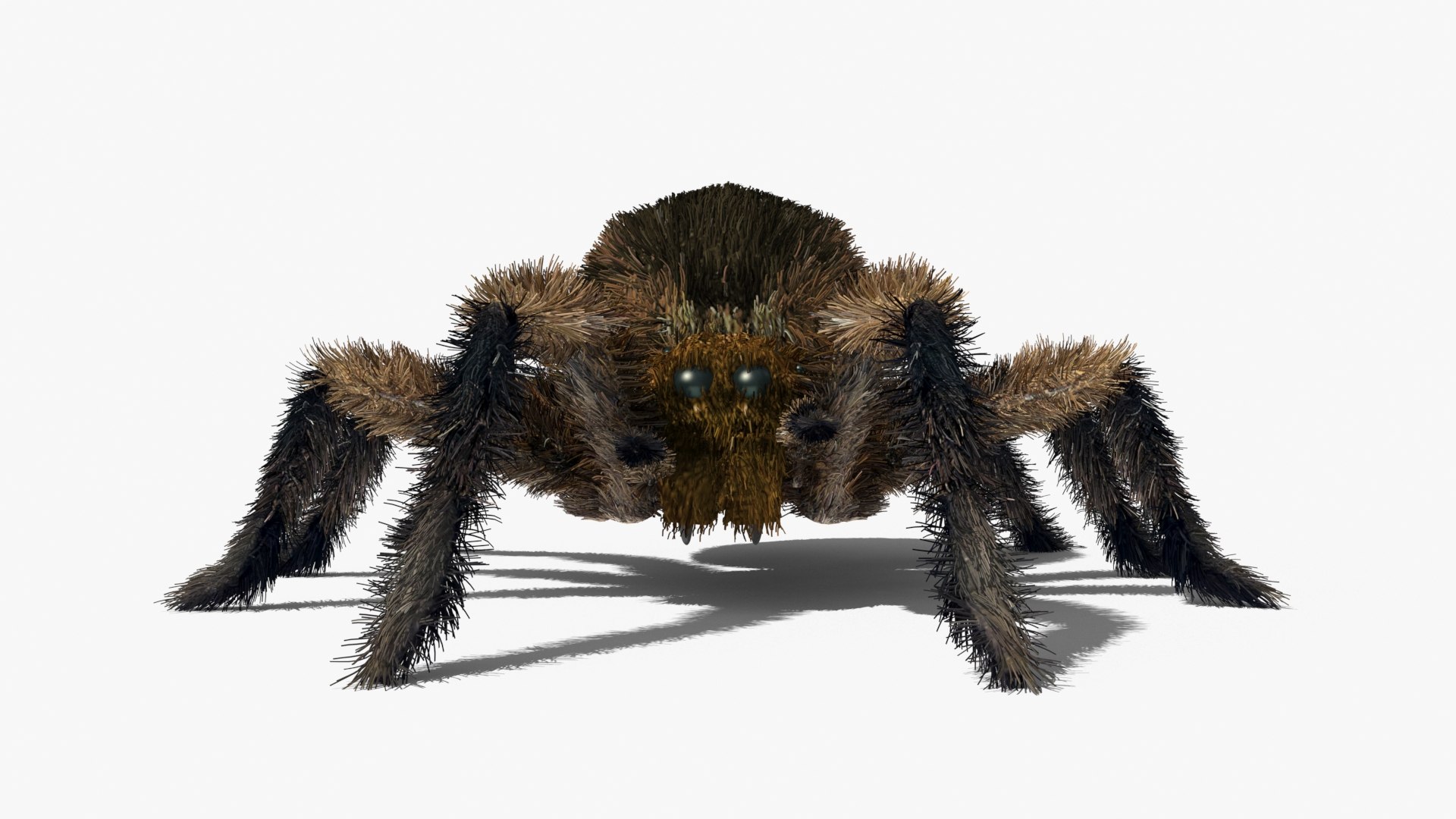 3D Jumping Spider - TurboSquid 1606913