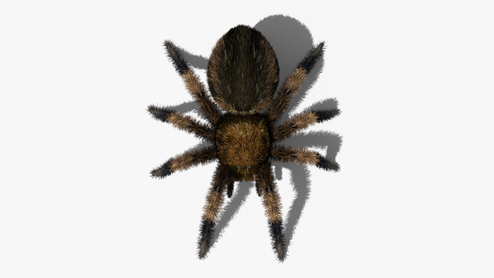 3D Jumping Spider - TurboSquid 1606913