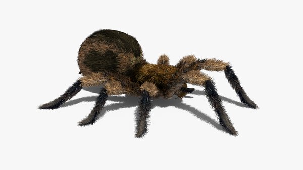 3D jumping spider - TurboSquid 1606913