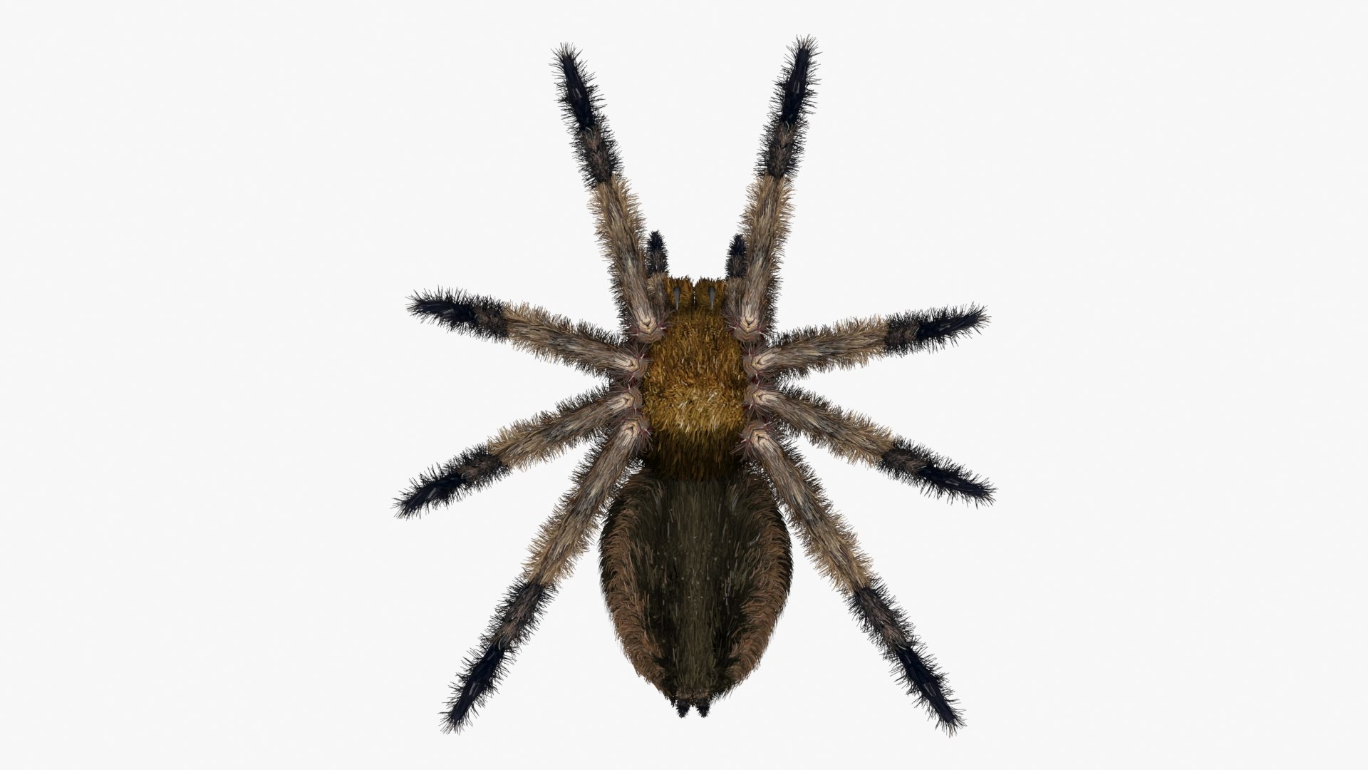 3D Jumping Spider - TurboSquid 1606913