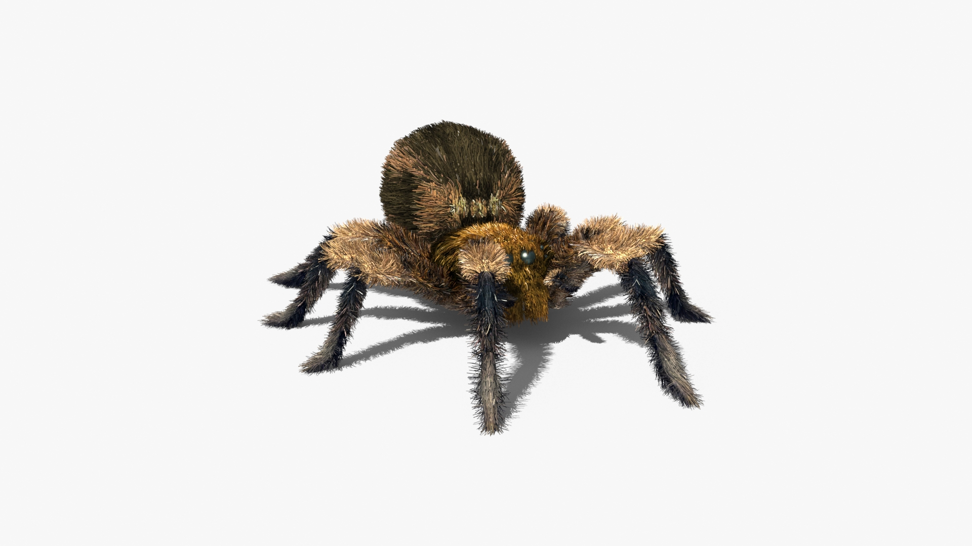 3D Jumping Spider - TurboSquid 1606913