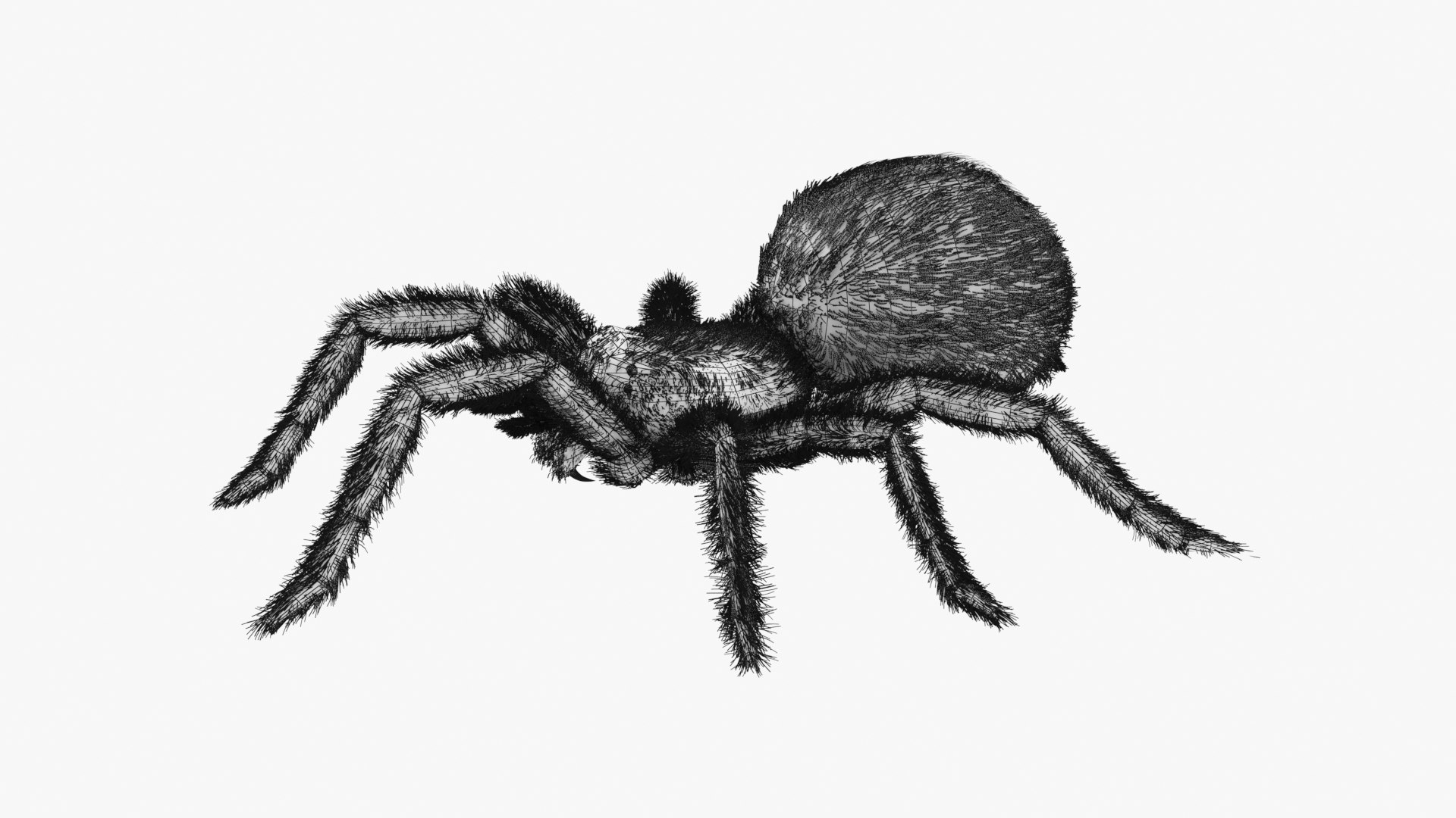 3D Jumping Spider - TurboSquid 1606913