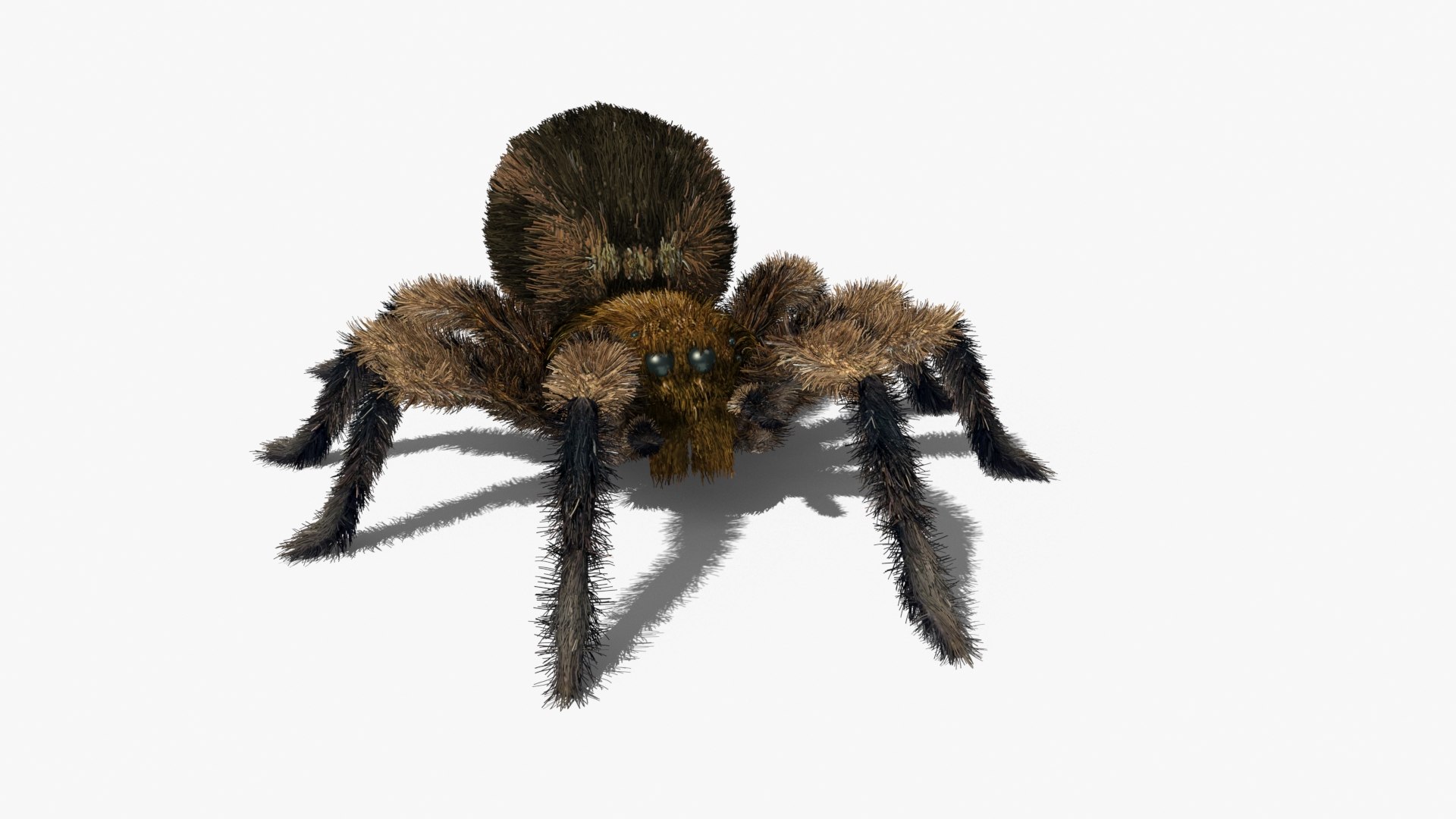 3D Jumping Spider - TurboSquid 1606913