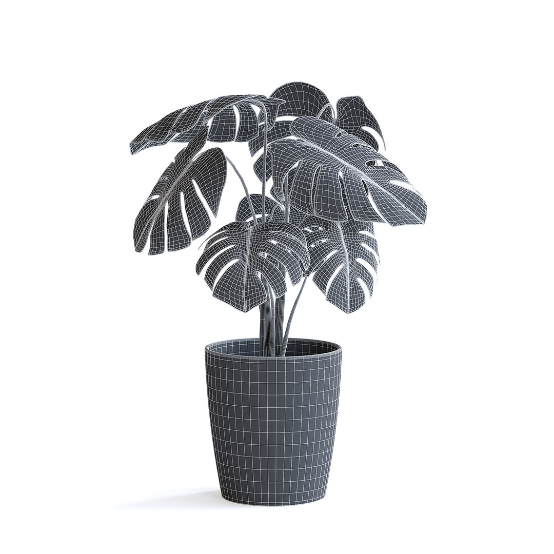 3D Monstera Plant II Model - TurboSquid 1854885