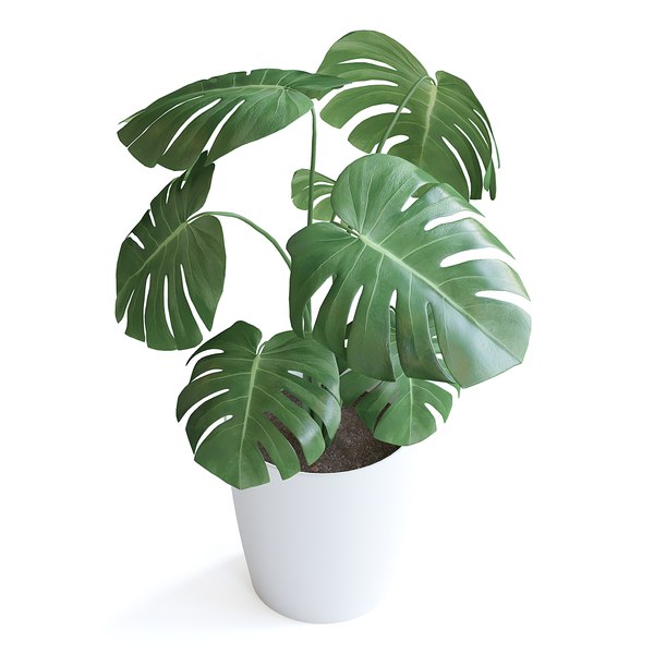 modelo 3d Planta Monstera II - TurboSquid 1854885