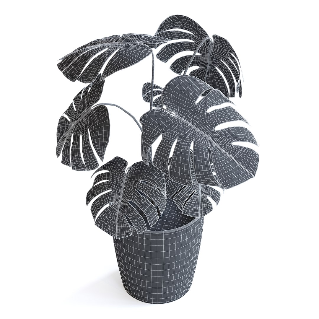 3D Monstera Plant II Model - TurboSquid 1854885