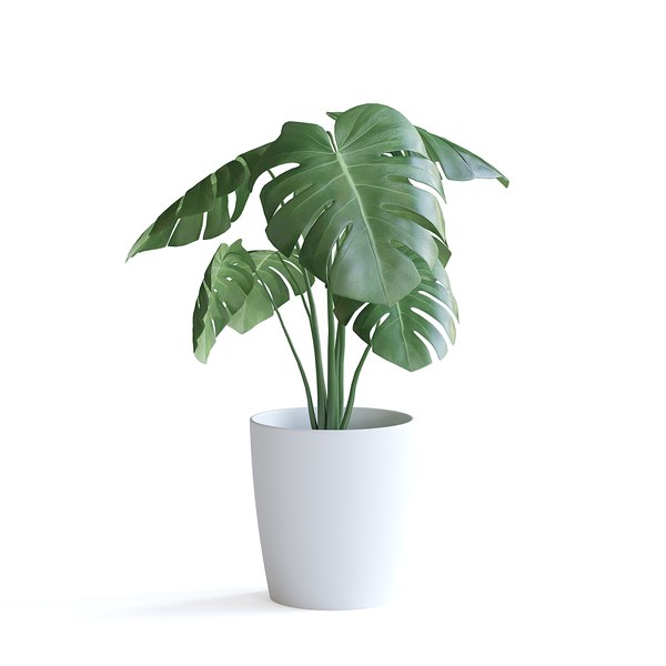 3D Monstera Plant II model - TurboSquid 1854885