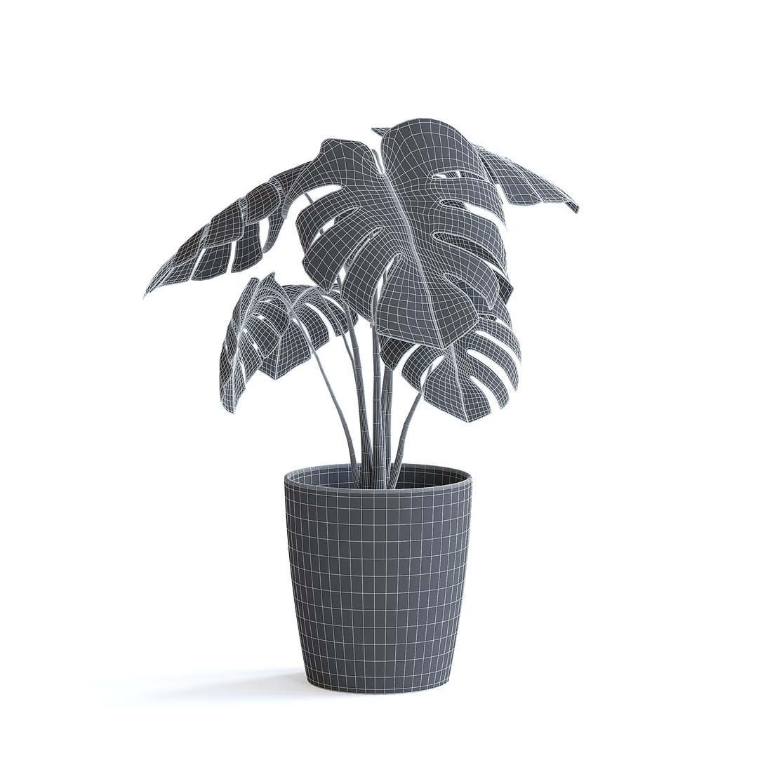 3D Monstera Plant II Model - TurboSquid 1854885