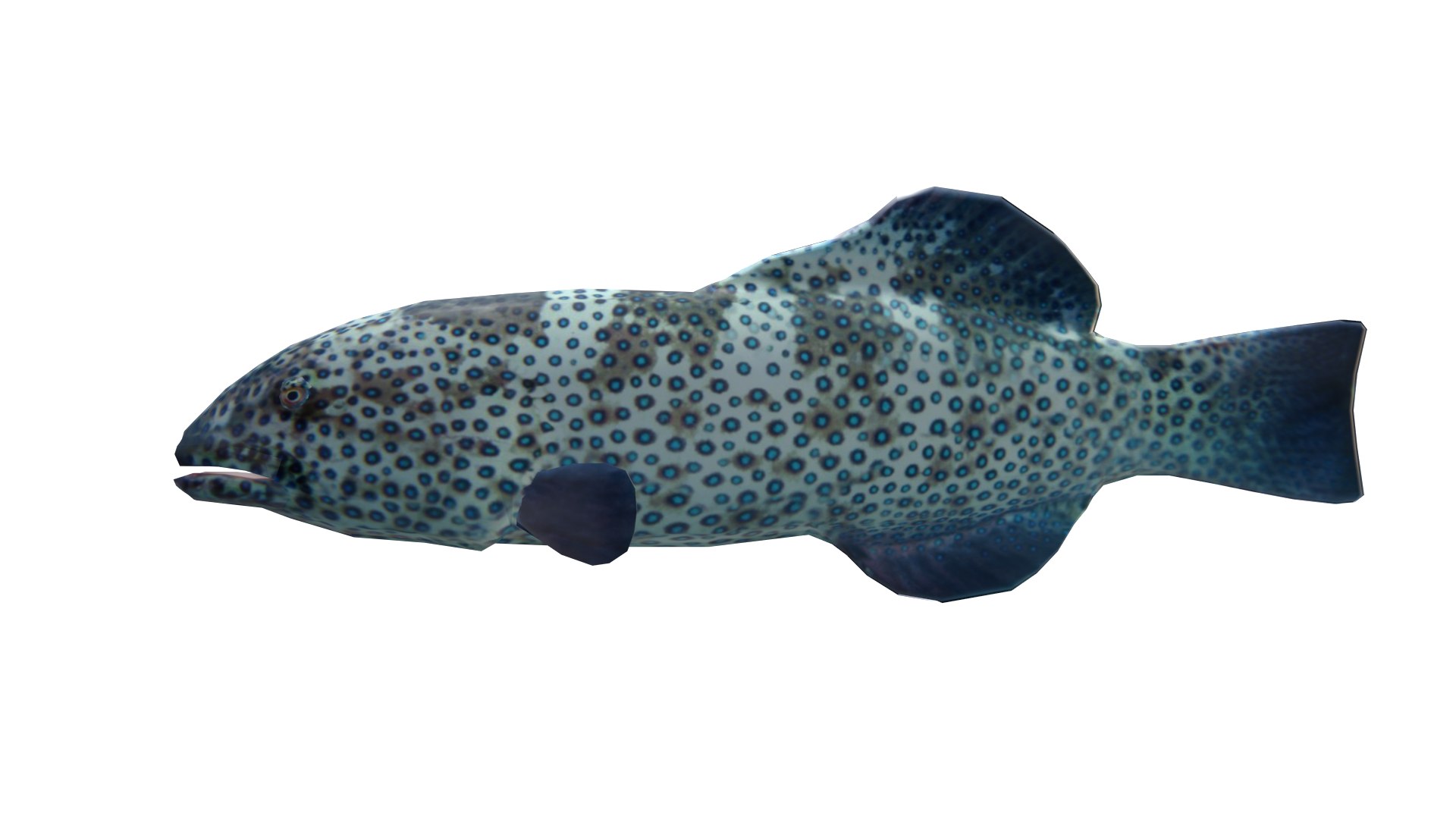 Groupers Fish 3D Model 3D - TurboSquid 2310682