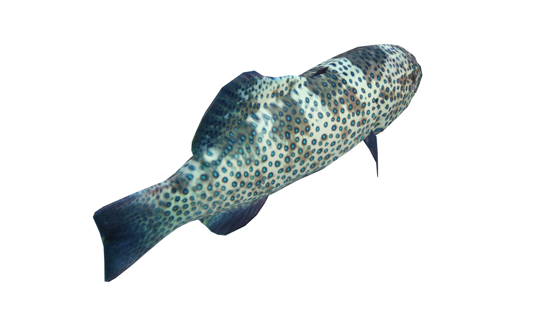 Groupers Fish 3D Model 3D - TurboSquid 2310682