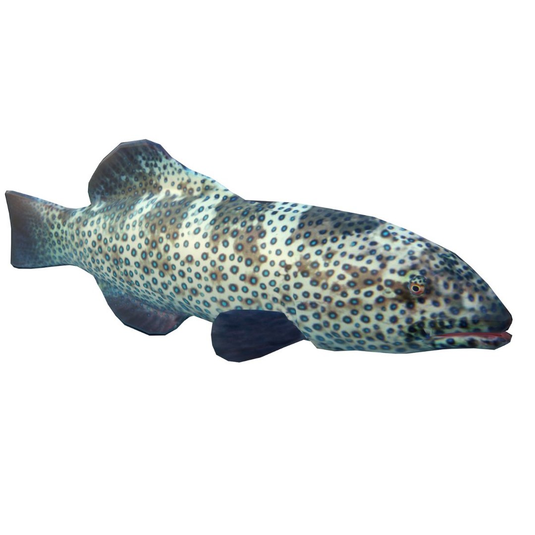 Groupers Fish 3D Model 3D - TurboSquid 2310682