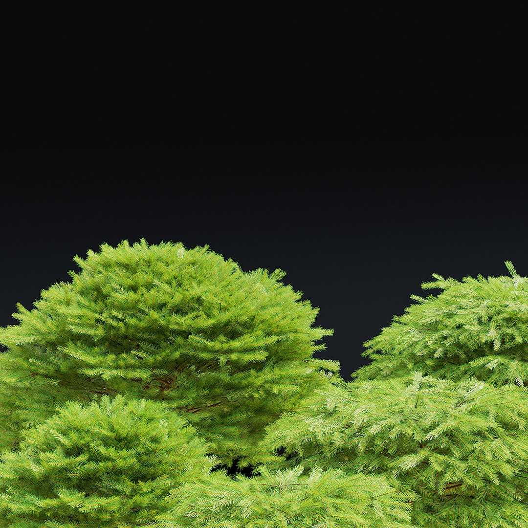Picea Abies Bushes 3D Model - TurboSquid 2058587