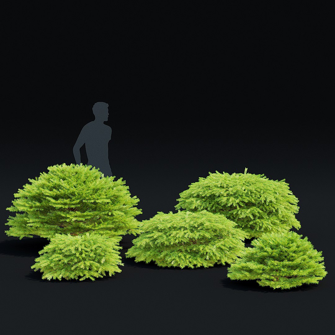 Picea Abies Bushes 3D Model - TurboSquid 2058587